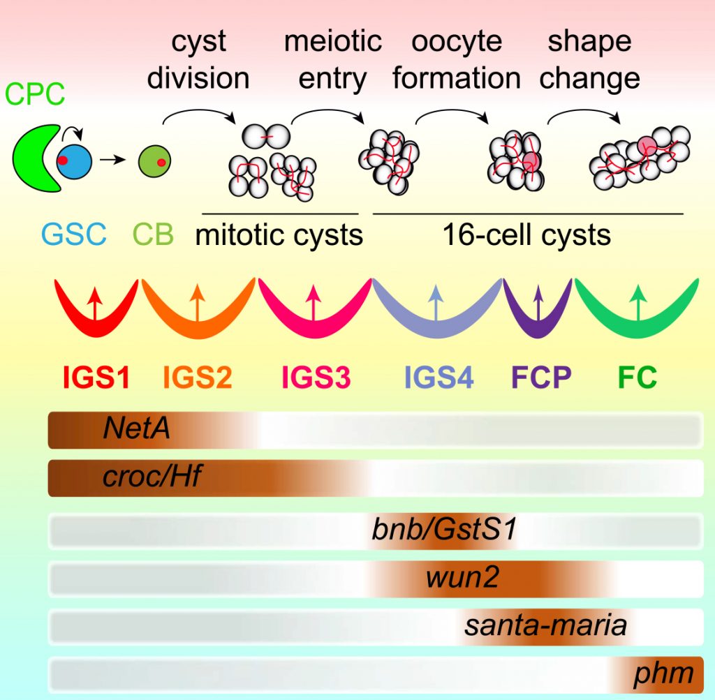 Stem Cell Research – Welcome to Ting XIE‘s Laboratory